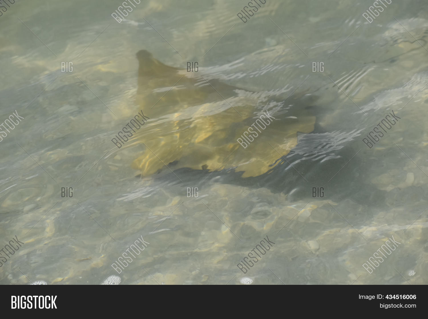 Cownose Rays Swimming Image & Photo (Free Trial) | Bigstock