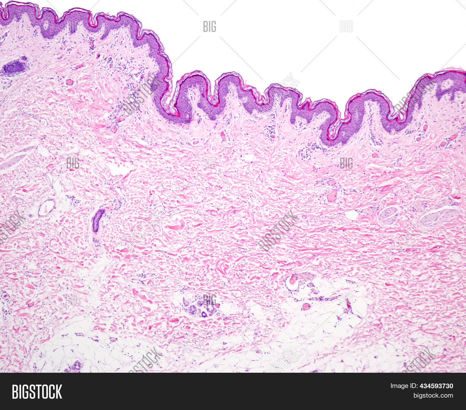 Low Magnification Image & Photo (Free Trial) | Bigstock