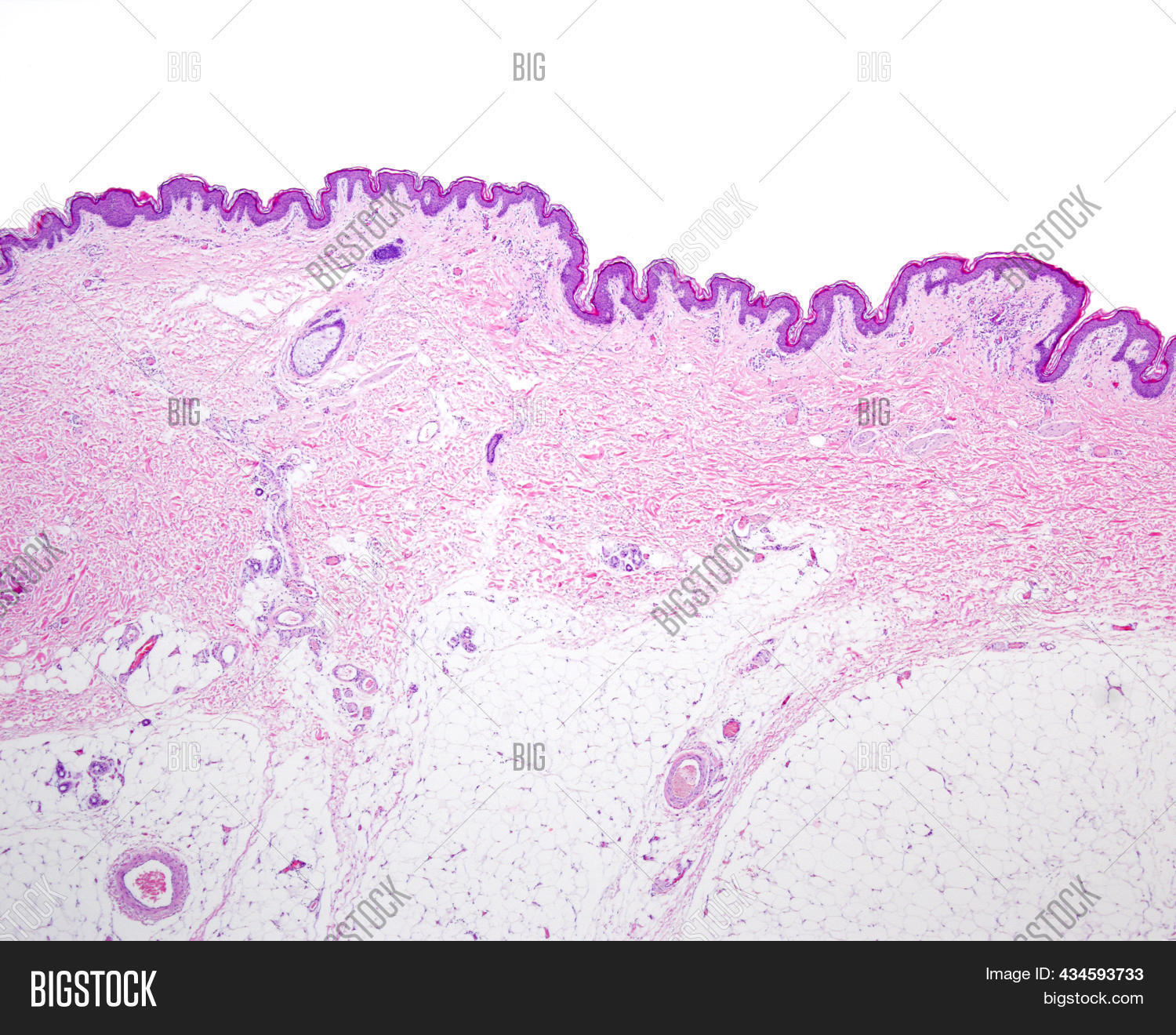 Very Low Magnification Image & Photo (Free Trial) | Bigstock