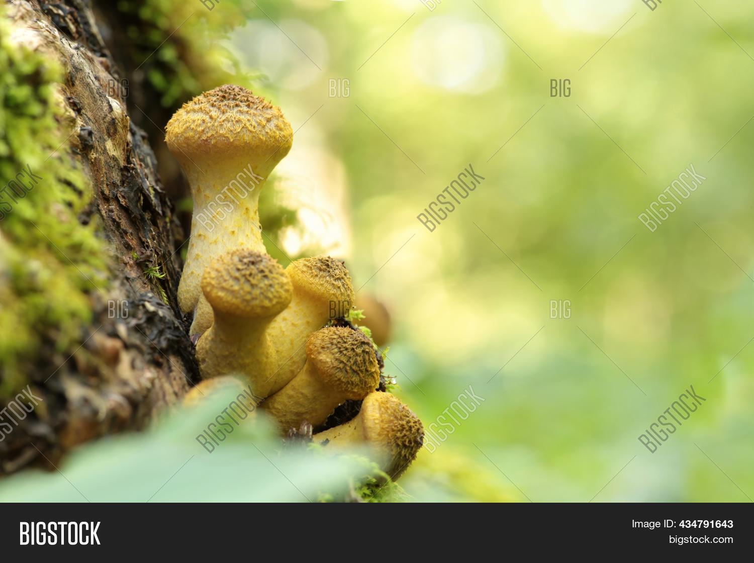 Mushrooms Tree Trunk Image & Photo (Free Trial) | Bigstock