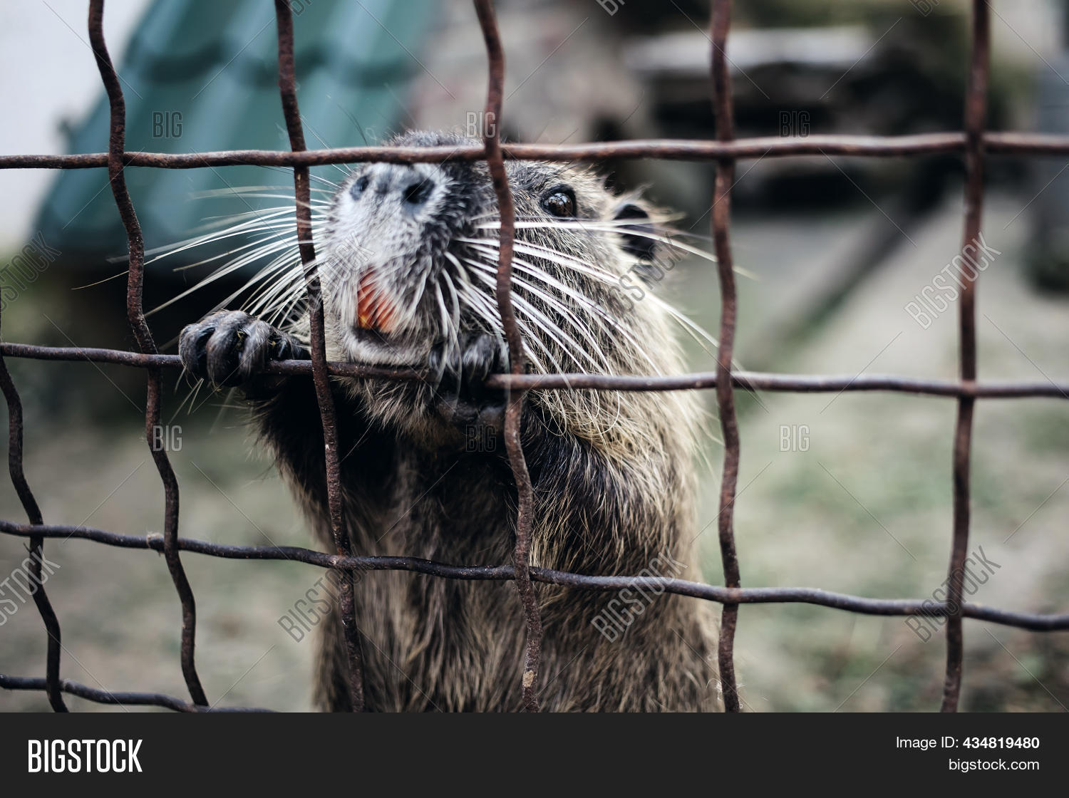 Otter Rodent Animal Image & Photo (Free Trial) | Bigstock