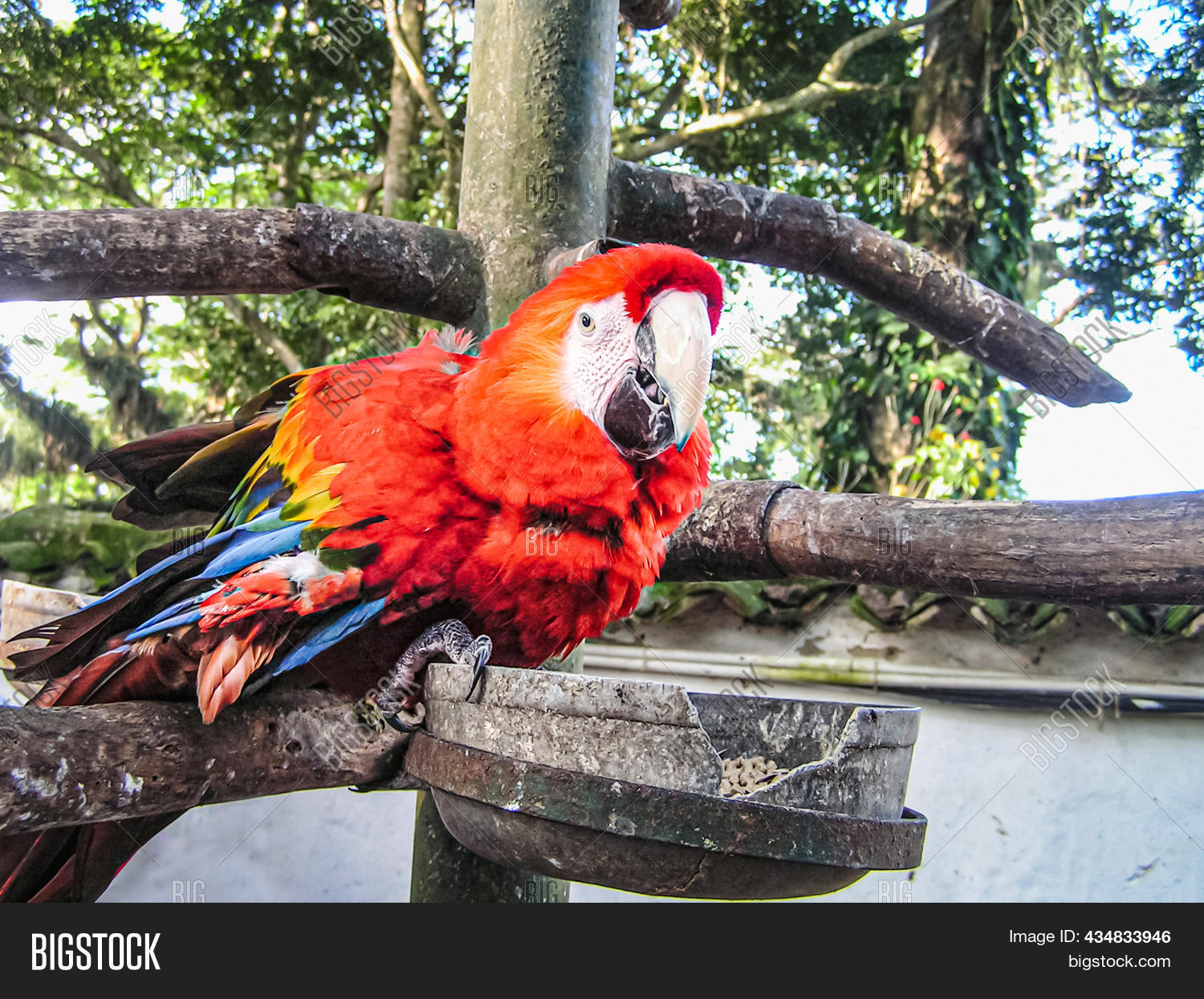 Parrot Arra. One Image & Photo (Free Trial) | Bigstock
