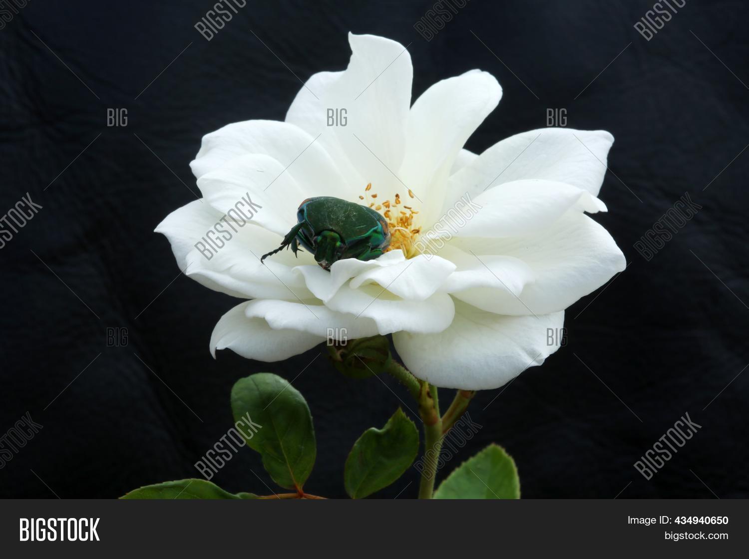 Green Scarab Beetle. Image & Photo (Free Trial) | Bigstock