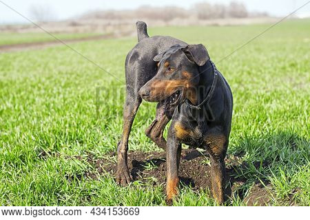 Very Soiled With Earth And Clay, A Doberman Dog Digs Its Paws And Tears ...