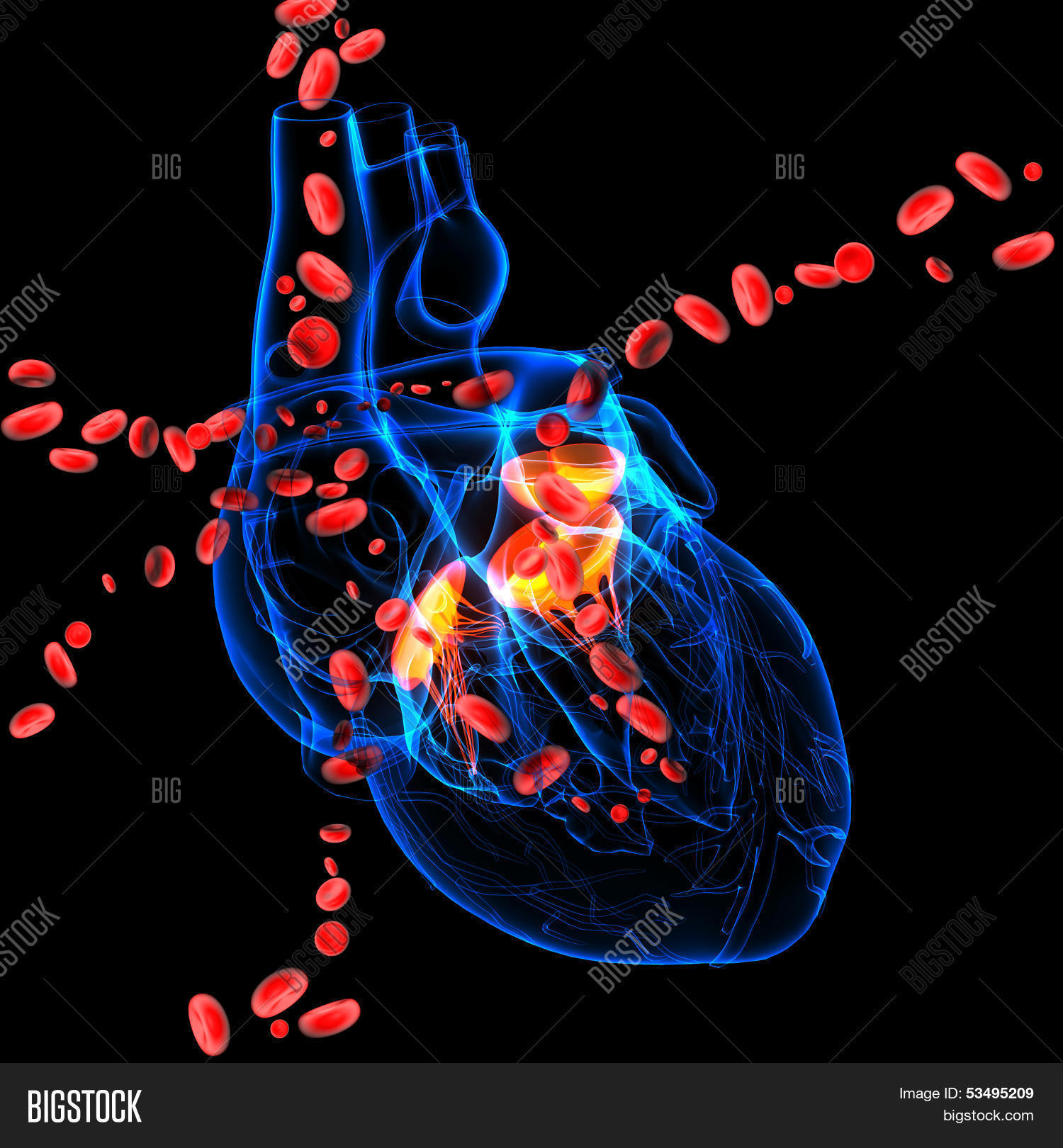 3d Render Heart Valve Image & Photo (Free Trial) | Bigstock