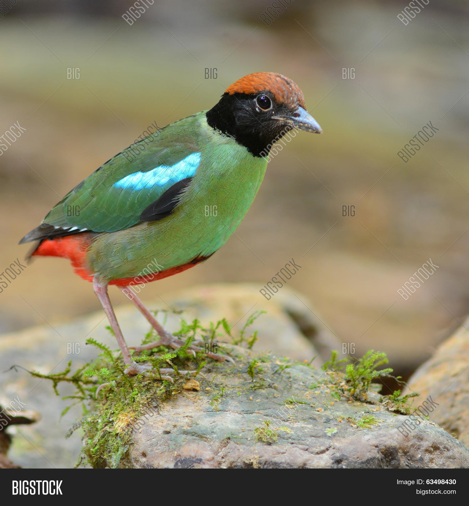 Hooded Pitta Bird Image & Photo (Free Trial) | Bigstock