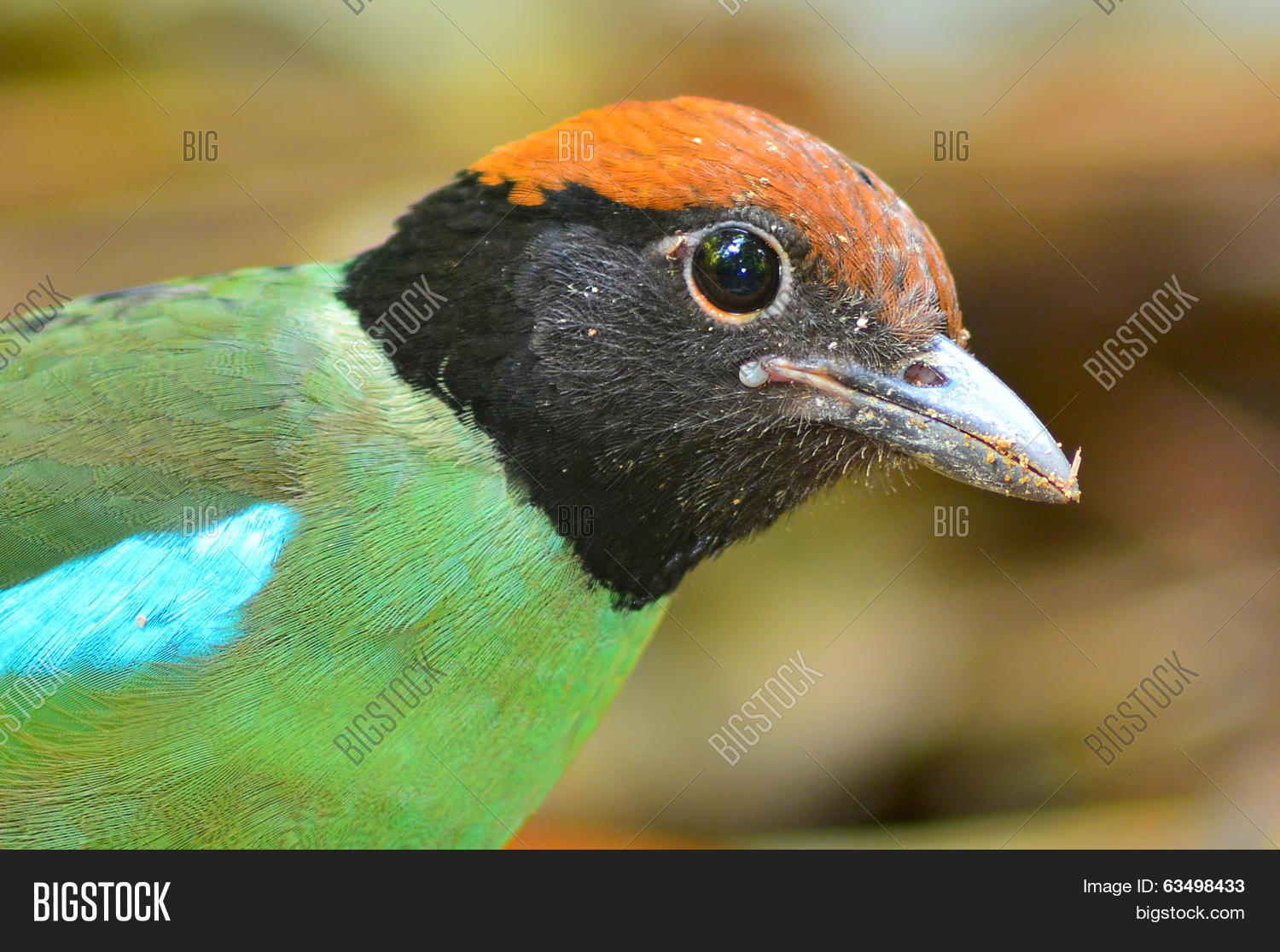 Hooded Pitta Bird Image & Photo (Free Trial) | Bigstock