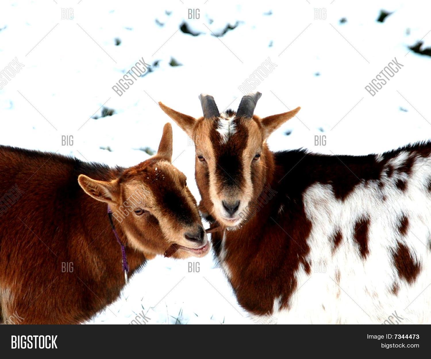 Goats Snow Image & Photo (Free Trial) | Bigstock