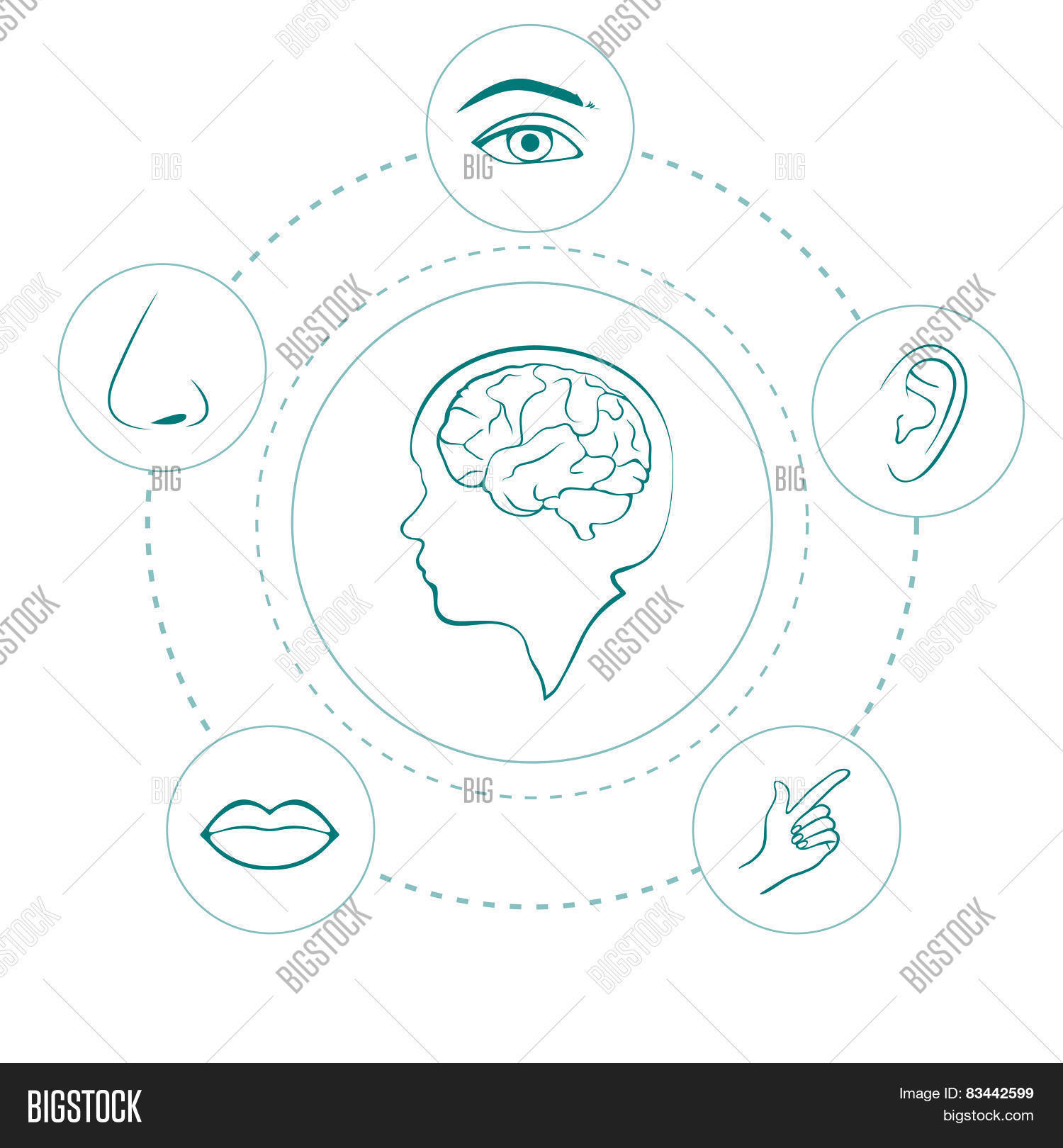 Vector Five Senses Vector & Photo (Free Trial) | Bigstock