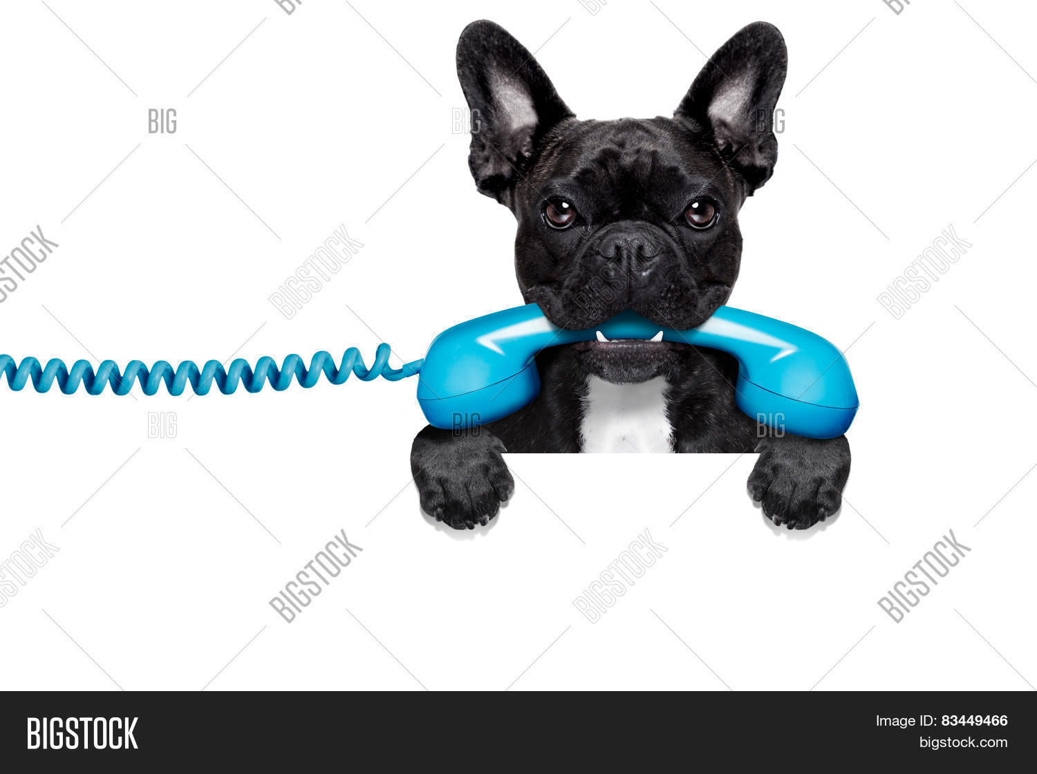 Dog Phone Telephone Image & Photo (Free Trial) | Bigstock