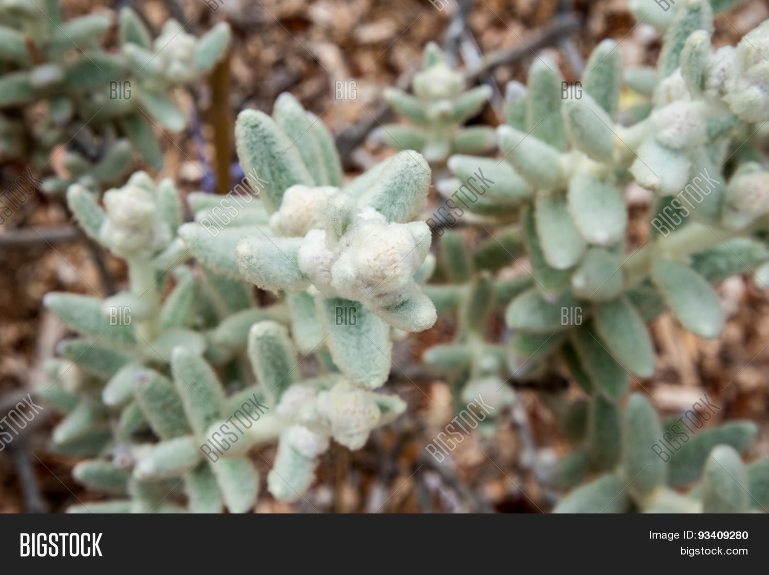 Lambs' Tails Kings Image & Photo (Free Trial) | Bigstock