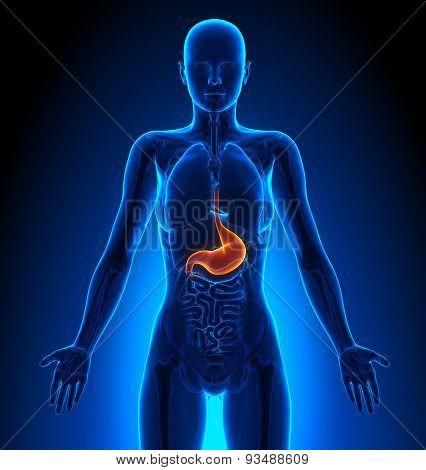 Stomach - Female Image & Photo (Free Trial) | Bigstock