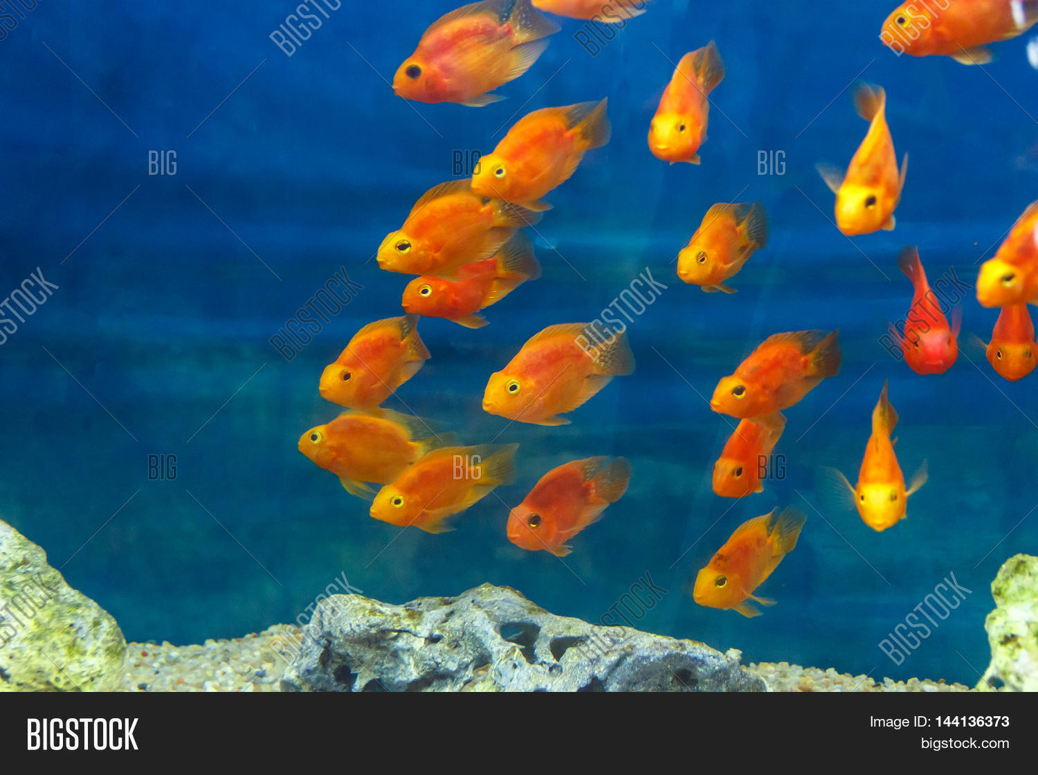 Group Orange Red Image & Photo (Free Trial) | Bigstock