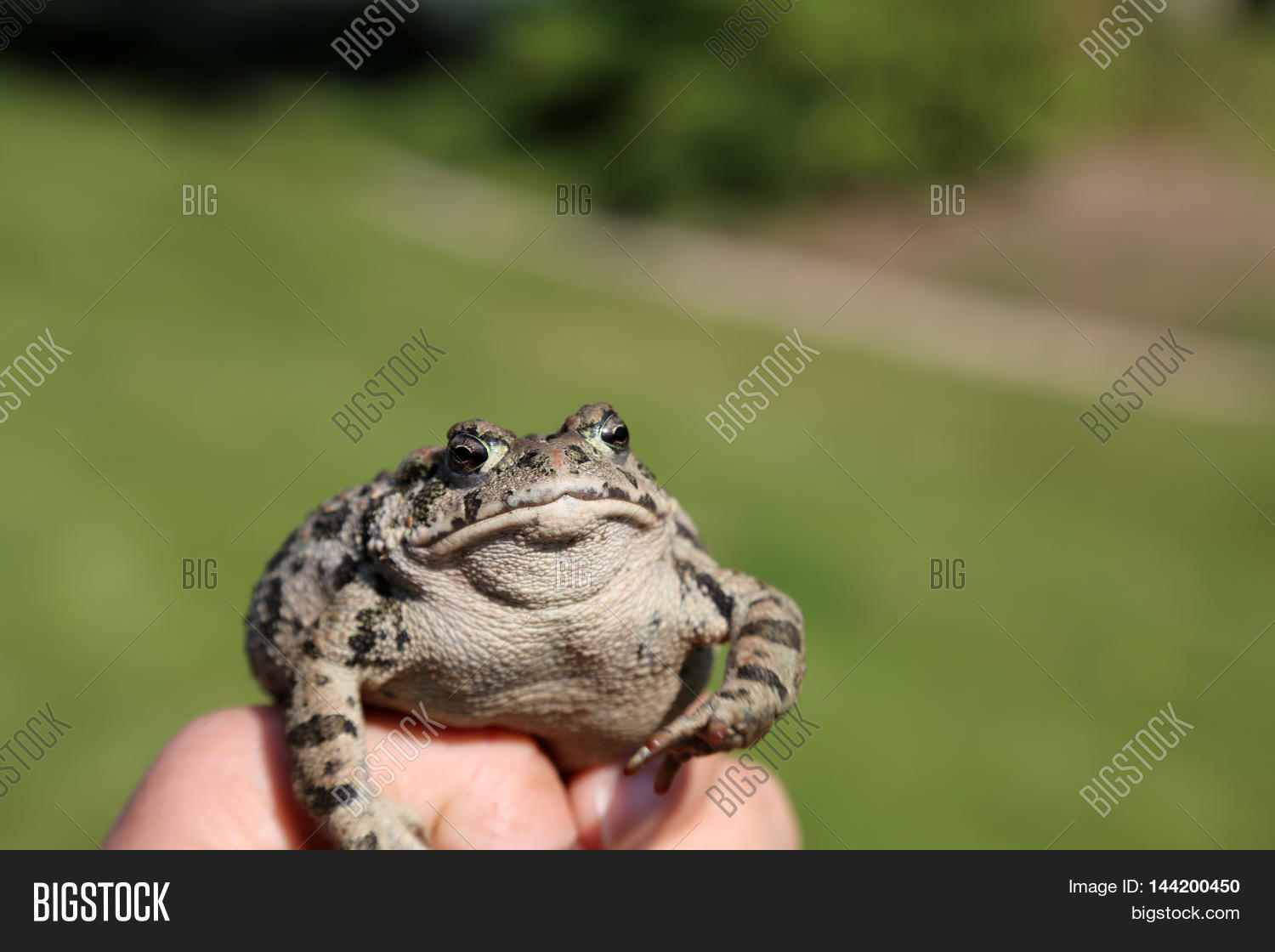 Bufo Boreas