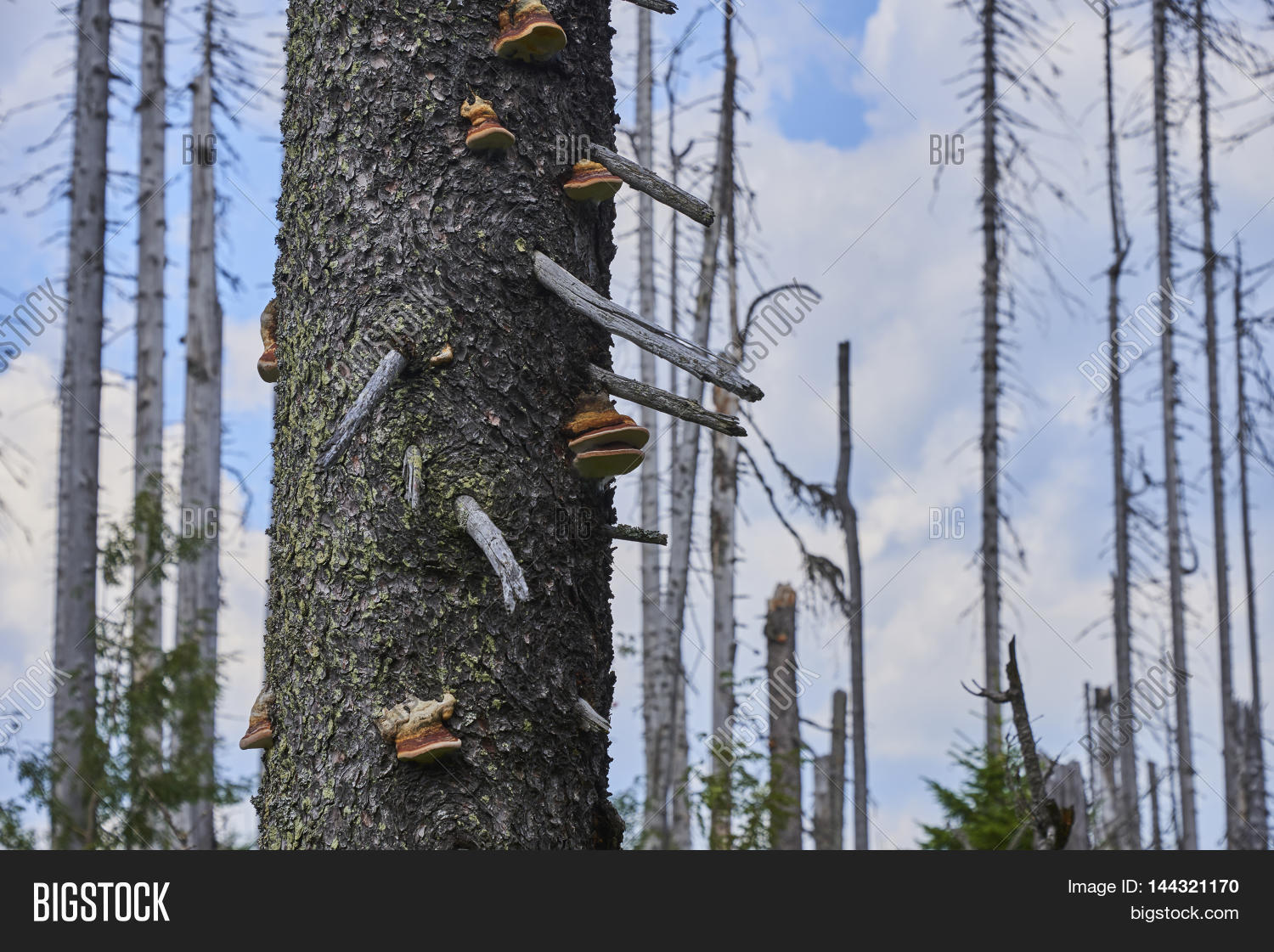 Forest Dieback By Bark Image & Photo (Free Trial) | Bigstock