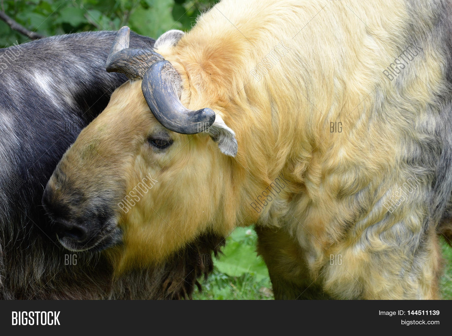 Adult Male Takin Image & Photo (Free Trial) | Bigstock