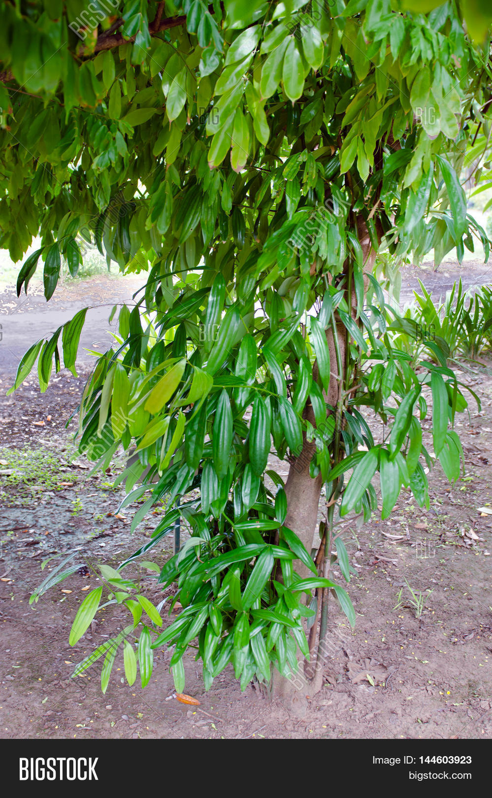 Cinnamon Leaves On Image & Photo (Free Trial) | Bigstock