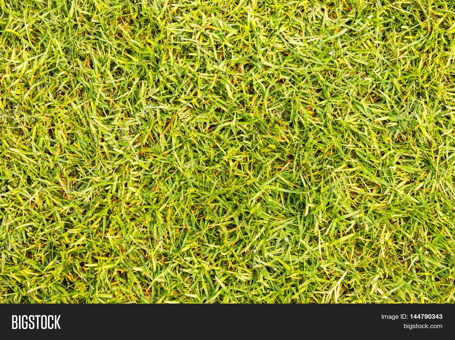 Grass Texture Golf Image & Photo (Free Trial) | Bigstock