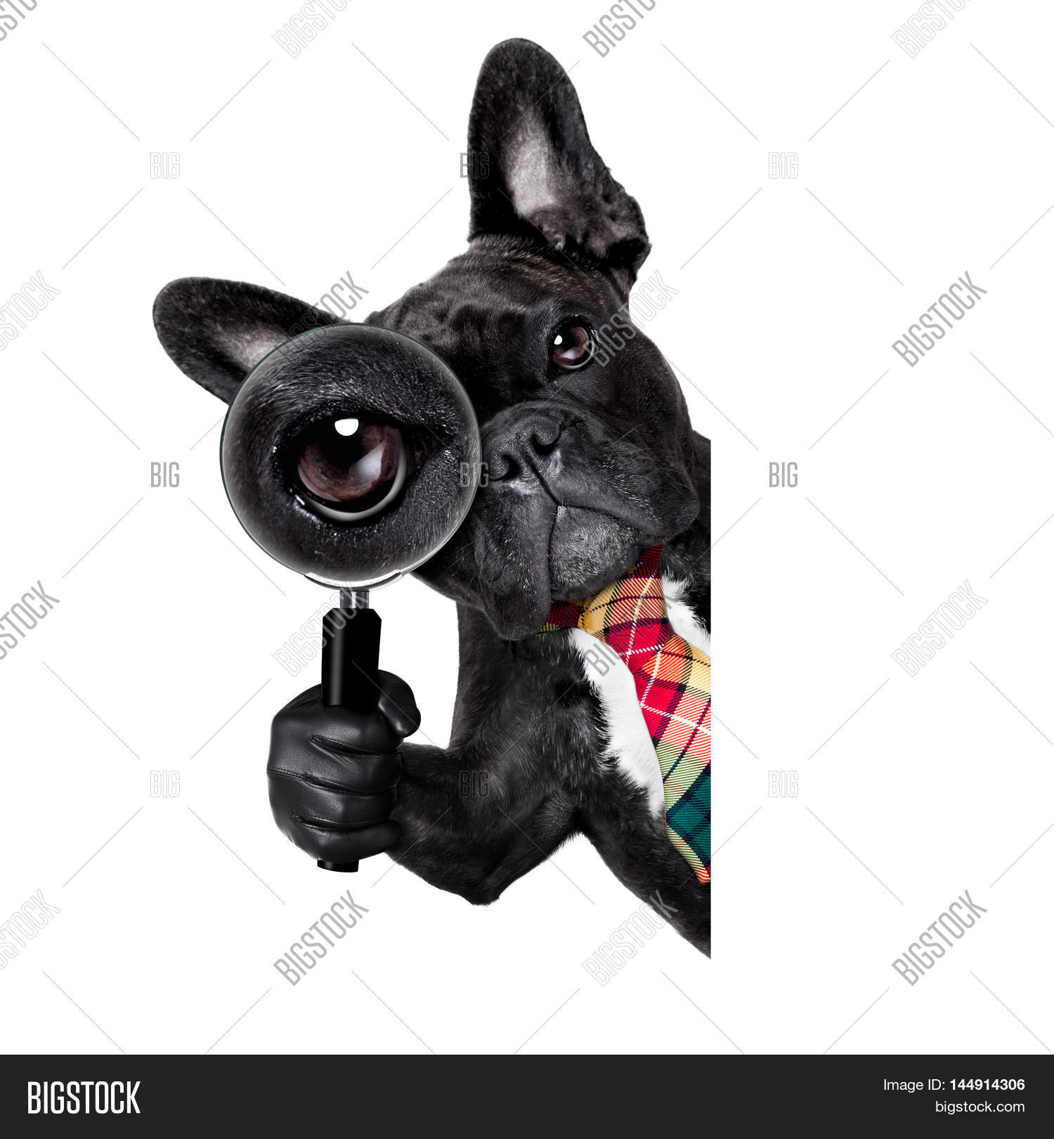 Magnifying Glass Dog Image & Photo (Free Trial) | Bigstock