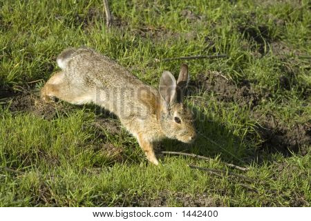 Bunny Rabbit Hopping Image & Photo (Free Trial) | Bigstock