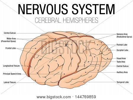 NERVOUS SYSTEM 벡터 및 사진(무료 체험) | Bigstock