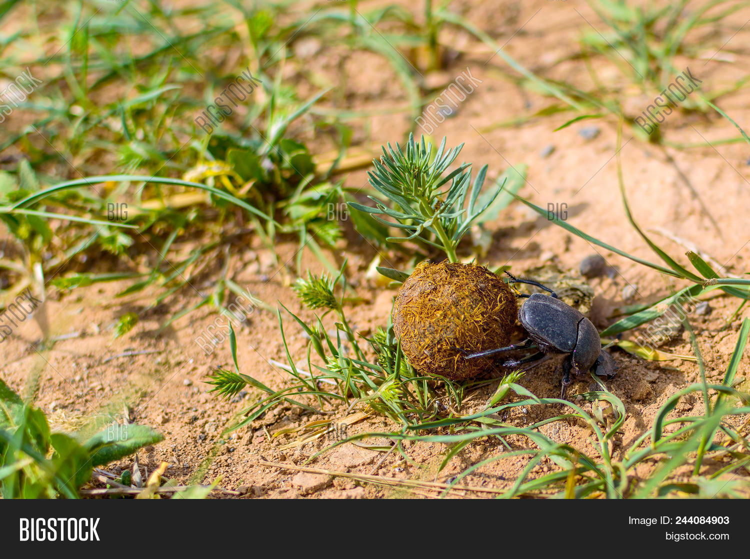 Single Scarabaeus Image & Photo (Free Trial) | Bigstock