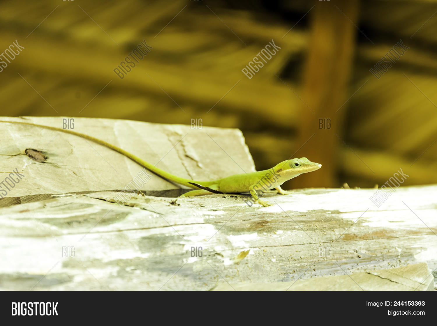 Cuban Female Lizard Image & Photo (Free Trial) | Bigstock