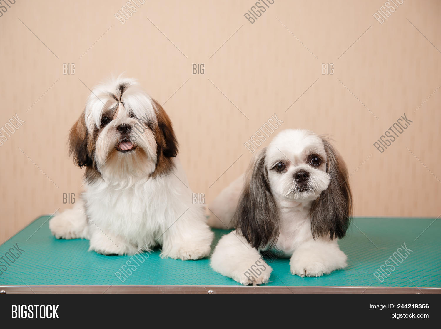 Shih Tzu Puppy Dog Image & Photo (Free Trial) | Bigstock