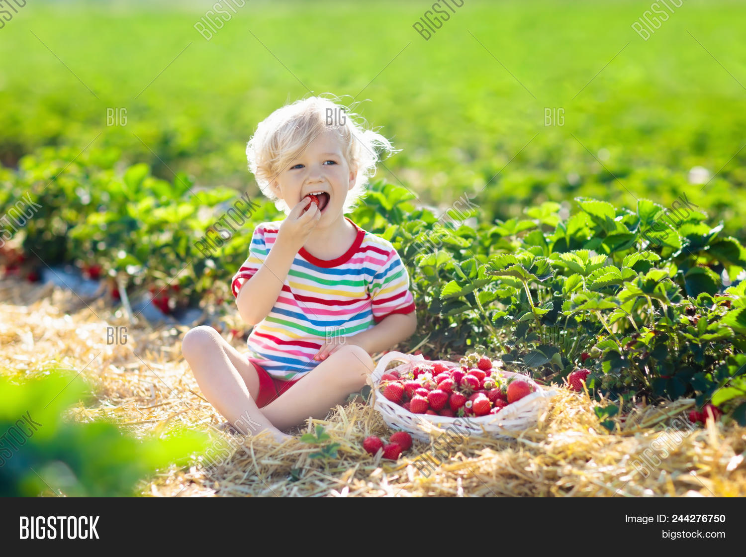 Kids Pick Strawberry Image & Photo (Free Trial) | Bigstock