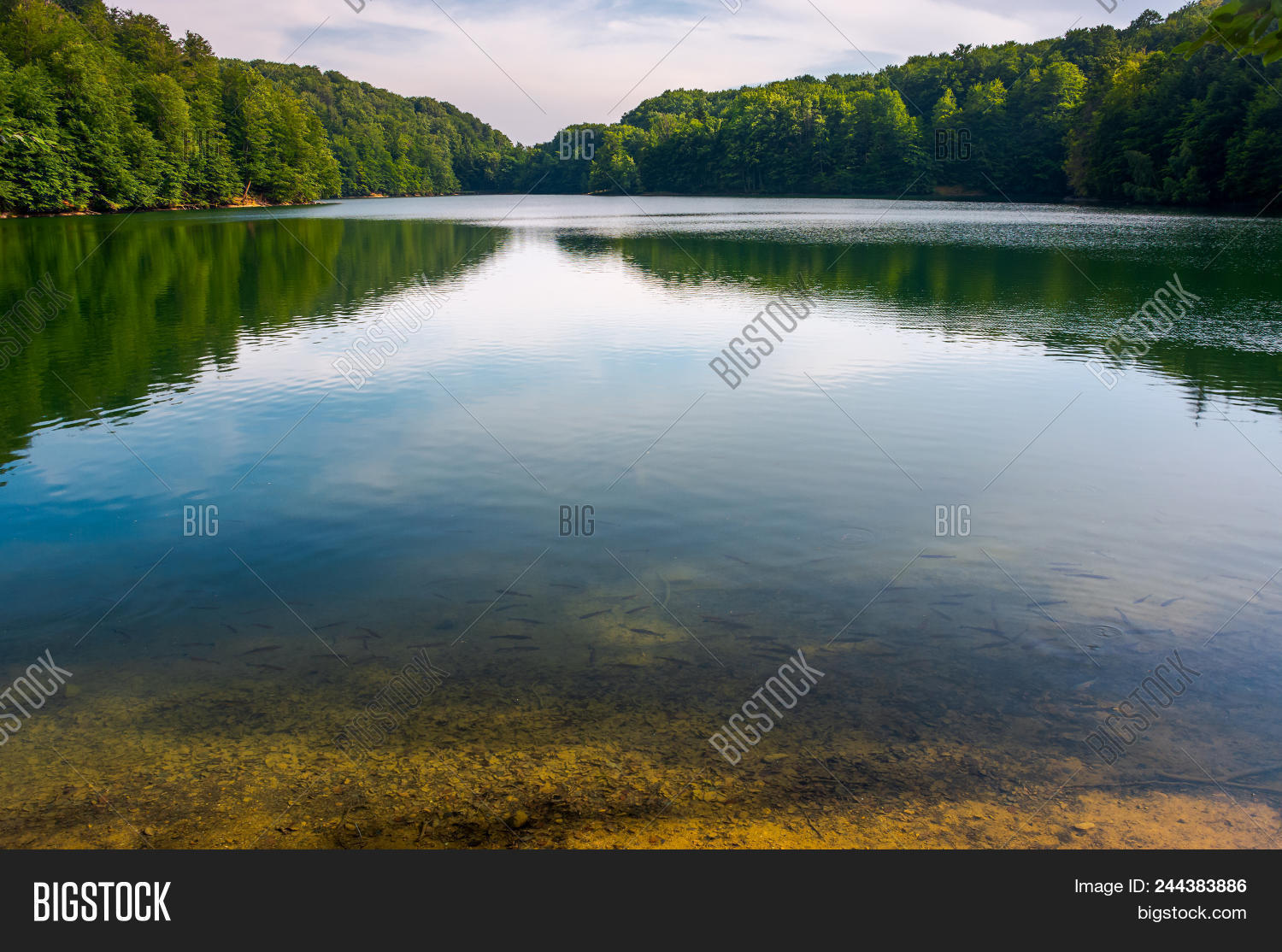 Trout Near Shore Wild Image & Photo (Free Trial) | Bigstock
