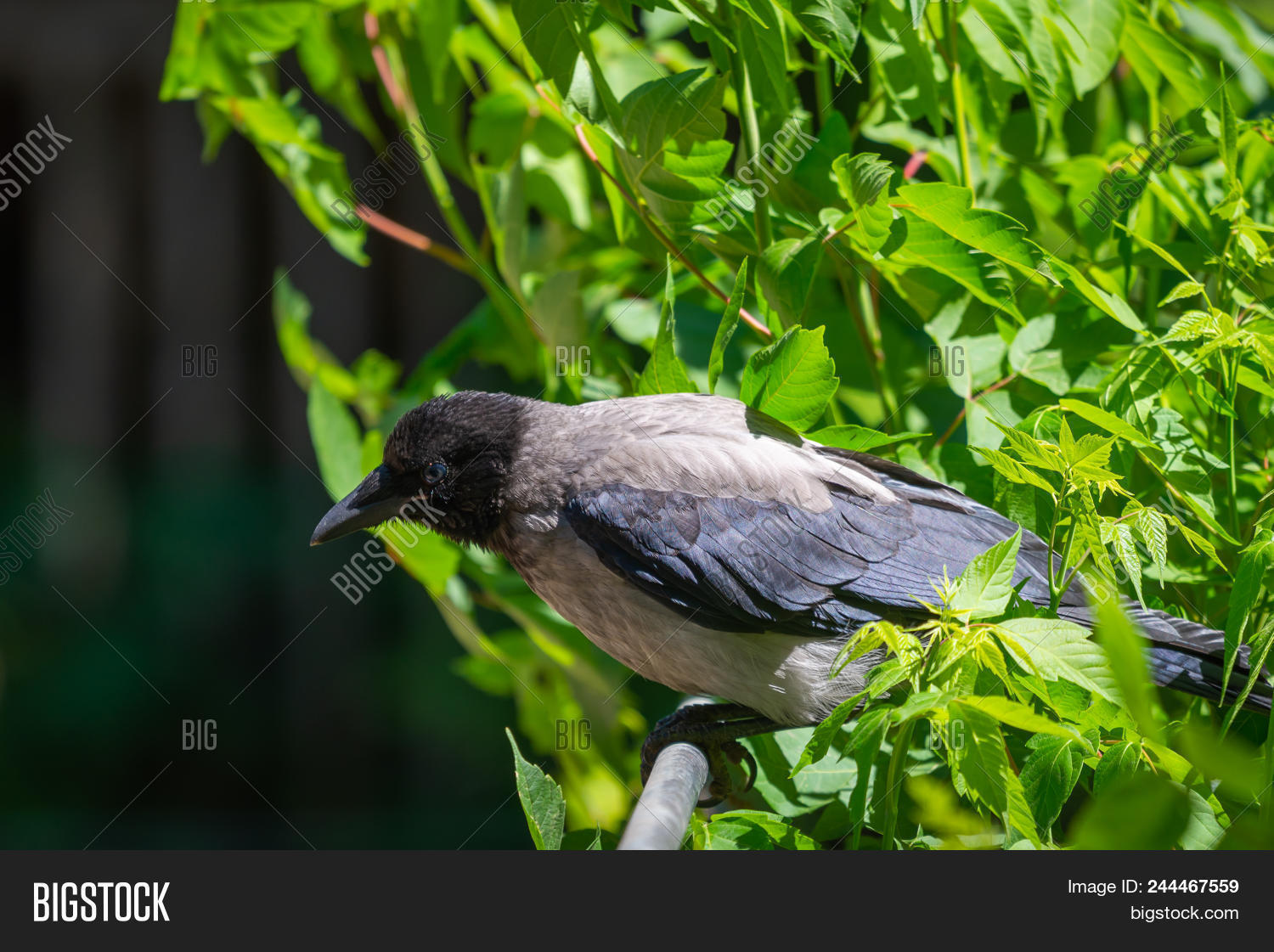 Grey Crow City Park. Image & Photo (Free Trial) | Bigstock