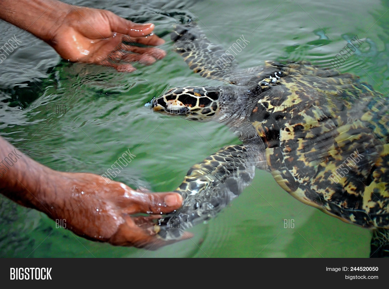 Rescued Tortoise Holds Image & Photo (Free Trial) | Bigstock