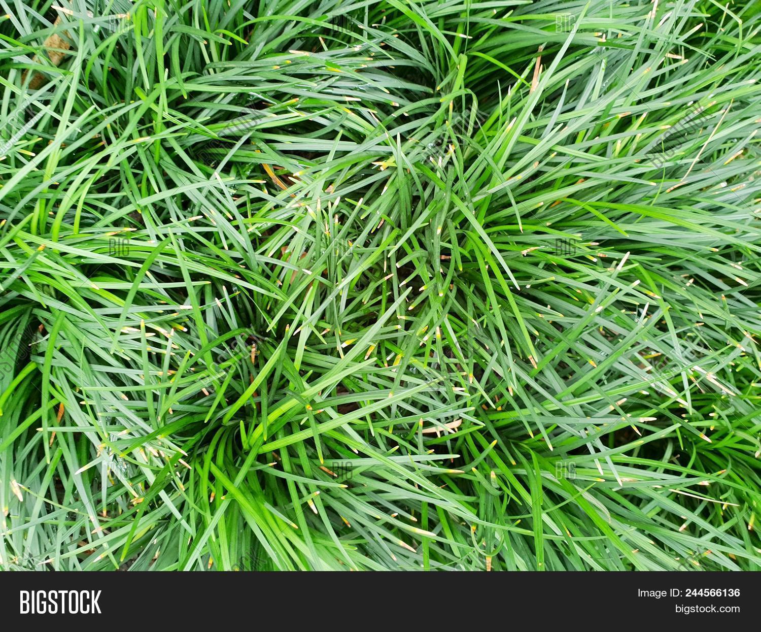 Ground Cover Plants Texture