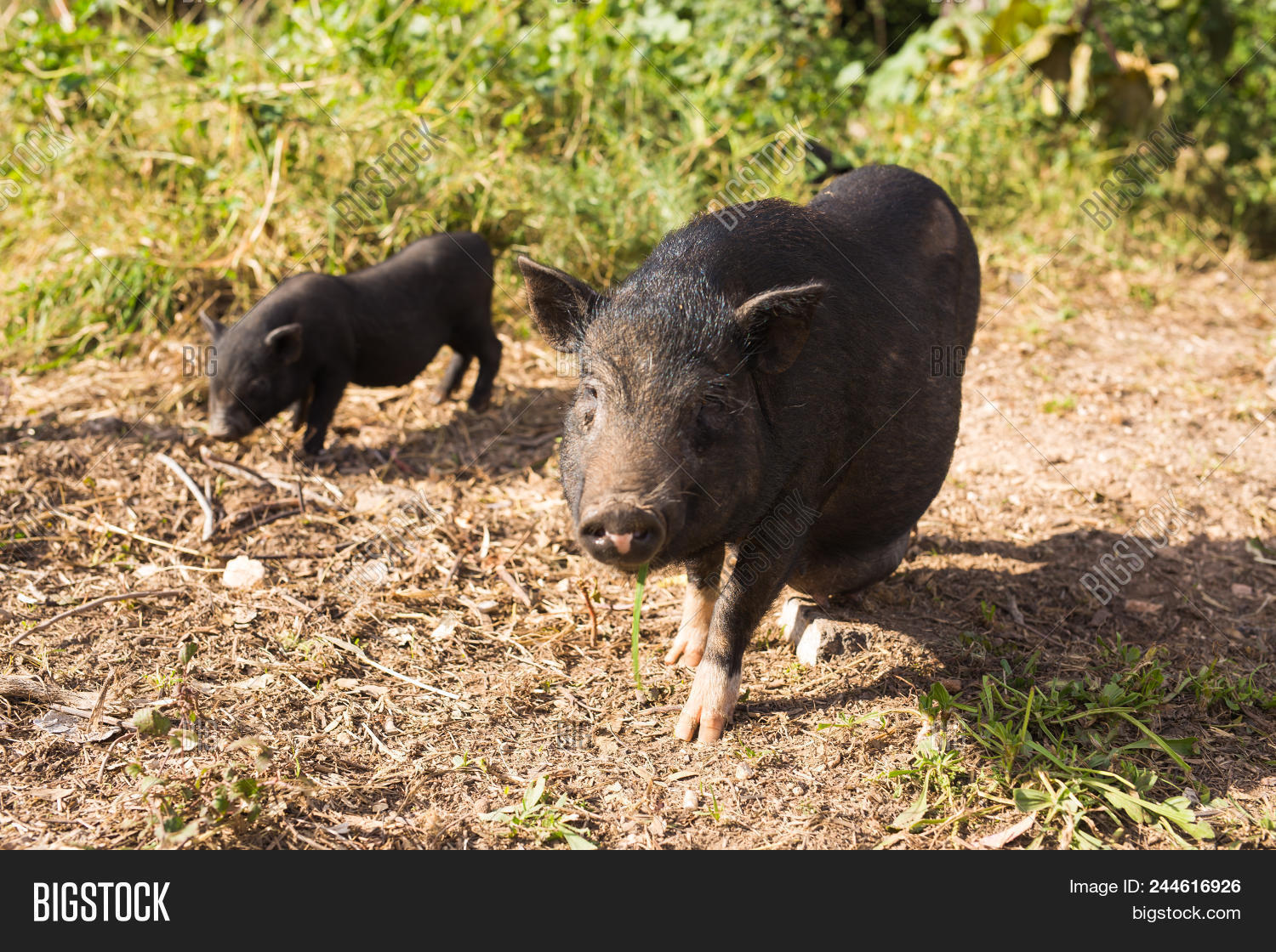 Baby Wild Boar