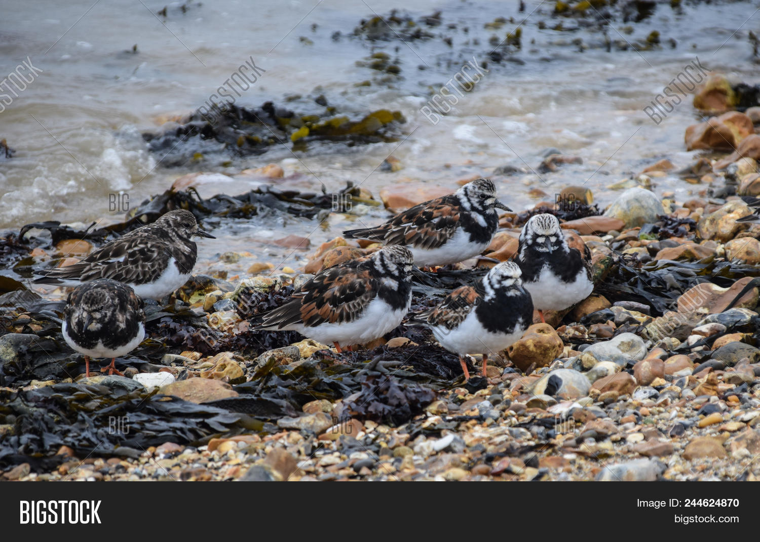 Ruddy Turnstones On Image & Photo (Free Trial) | Bigstock