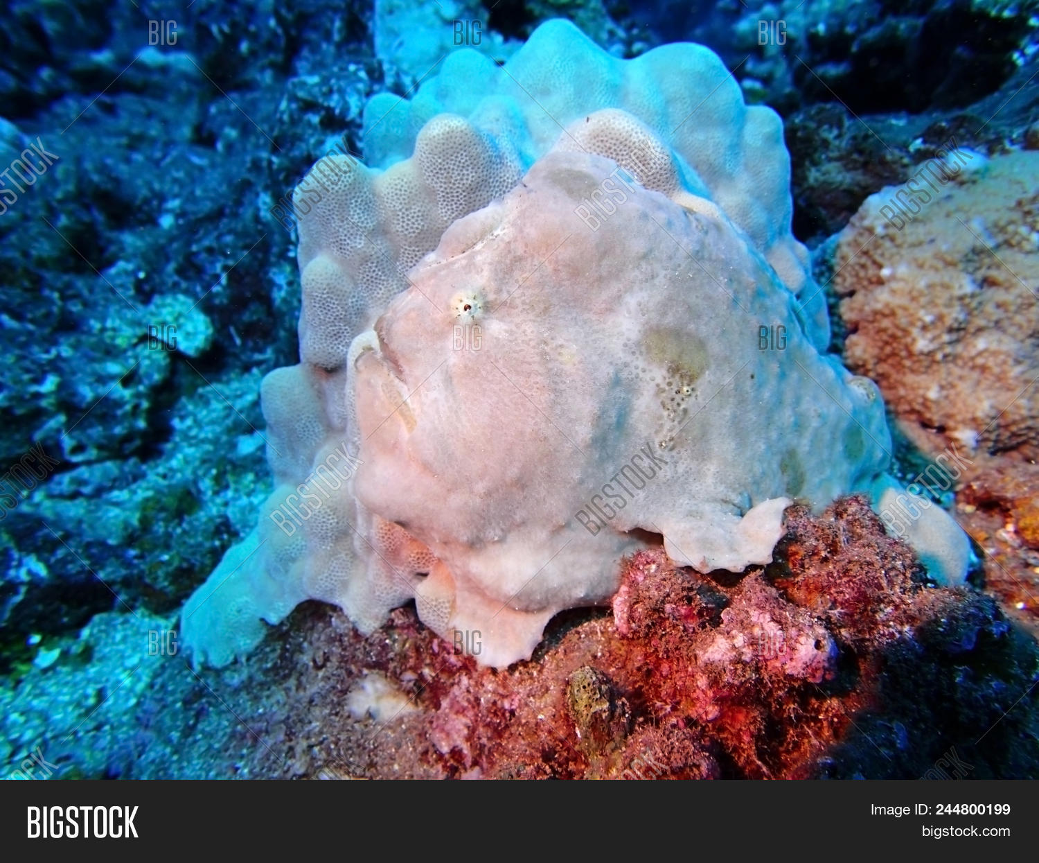 Frogfish Anglerfish Image & Photo (Free Trial) | Bigstock