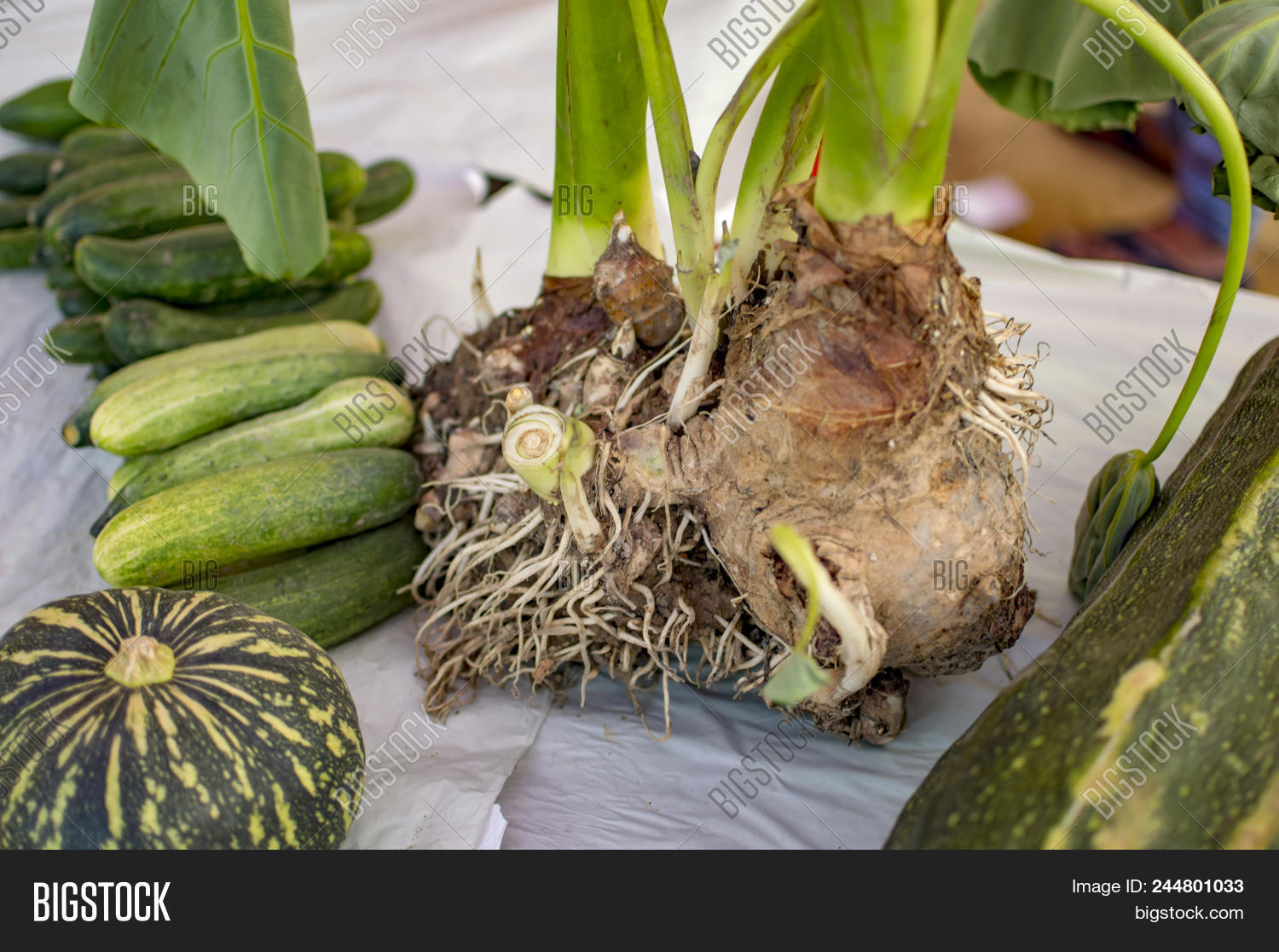 Vegetable Roots Plant Image & Photo (Free Trial) | Bigstock