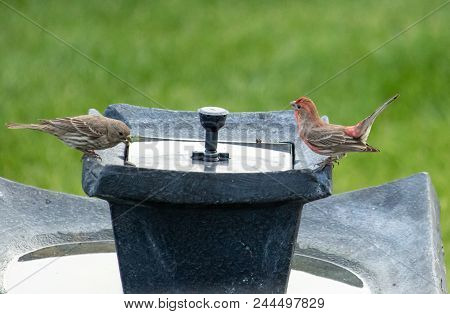 Female House Finch Image & Photo (Free Trial) | Bigstock