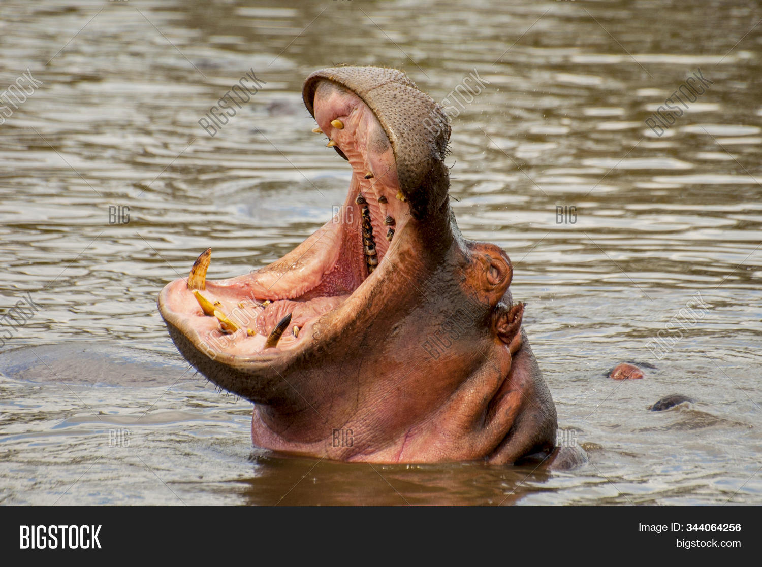 Huge Male Hippo ( Image & Photo (Free Trial) | Bigstock