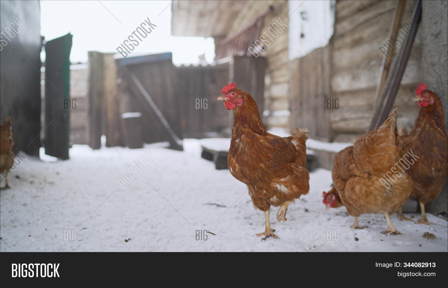 Chicken Farm Village Image & Photo (Free Trial) | Bigstock
