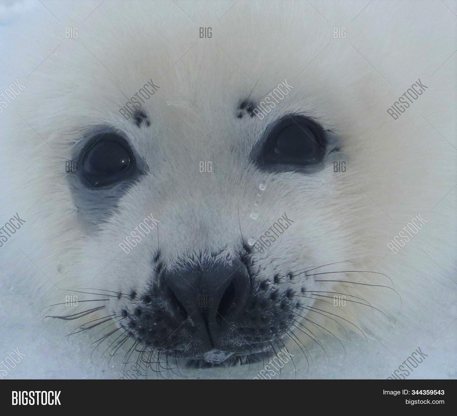 Harp Seal Pup Crying