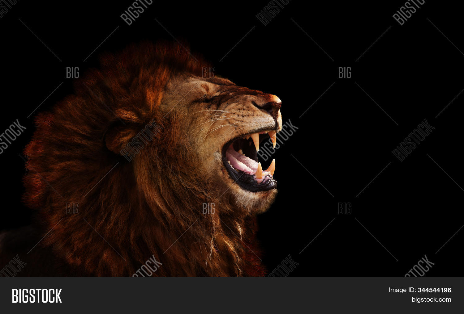 Lion Roaring Profile