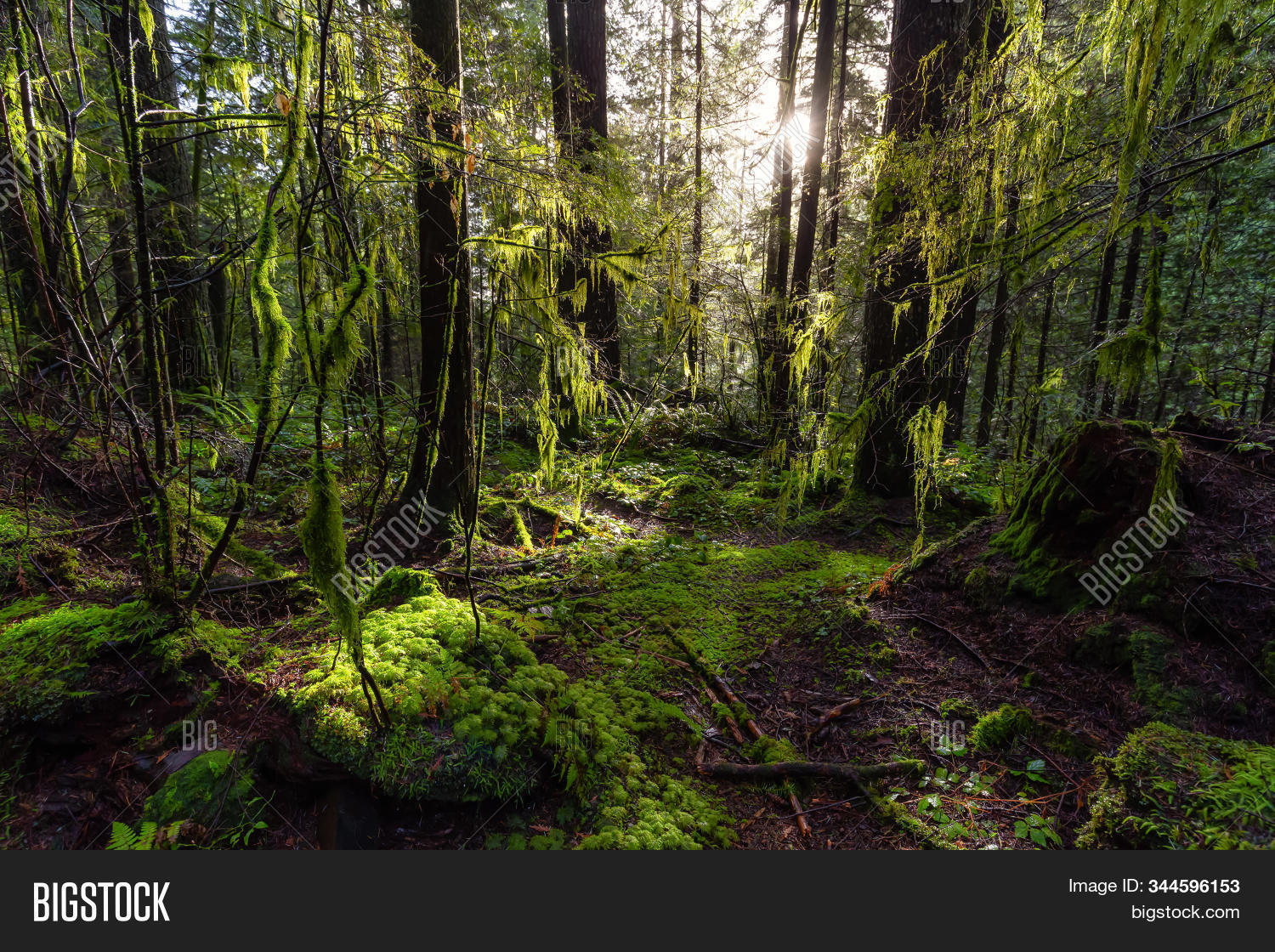 Beautiful Forest Pictures Rain