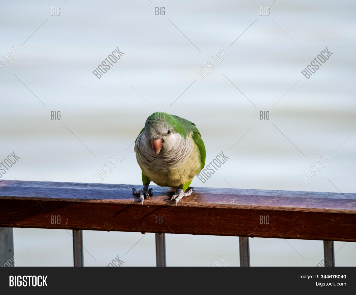 Argentine Parrot Image & Photo (Free Trial) | Bigstock