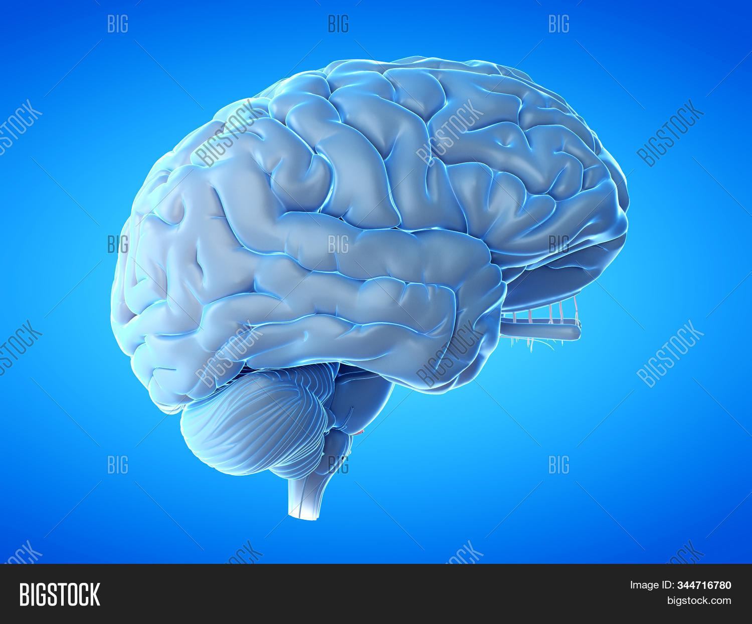3d Rendered Medical Image & Photo (Free Trial) | Bigstock