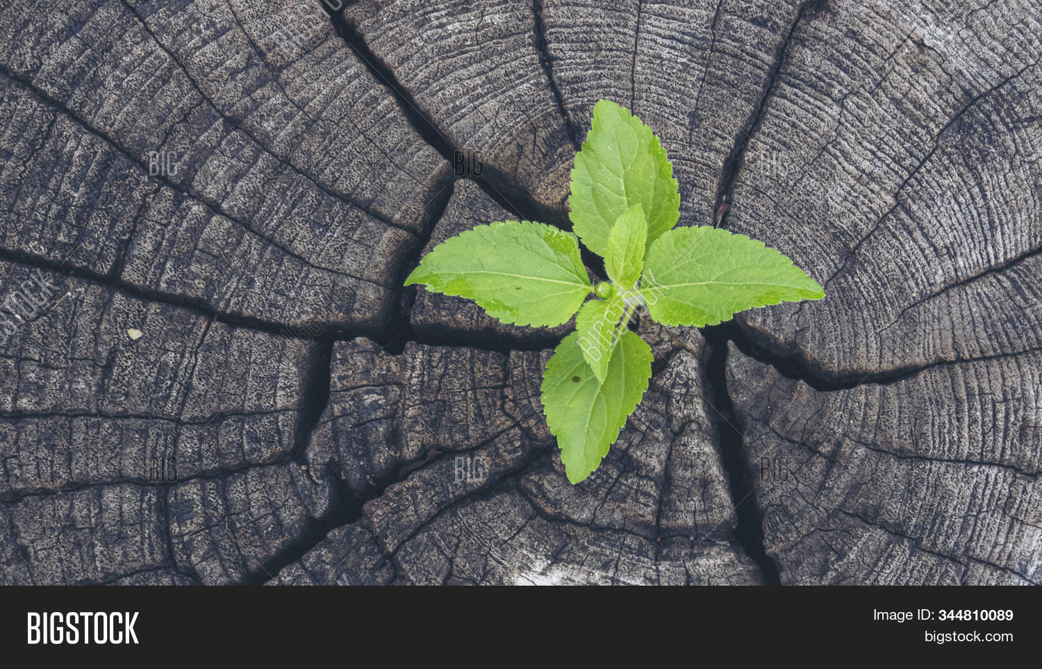 Green Tree Growing New Image & Photo (Free Trial) | Bigstock