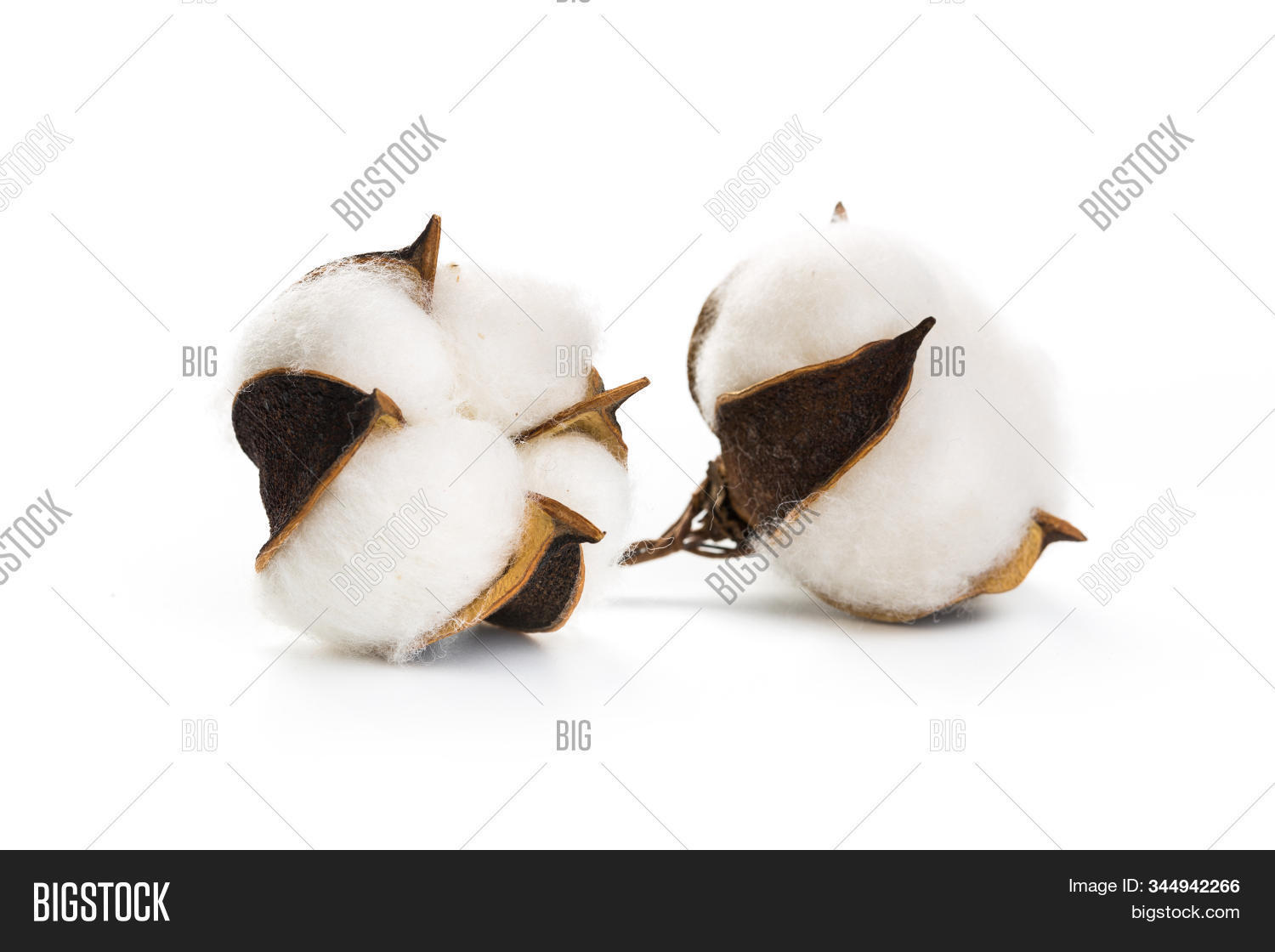 Cotton Ball Animals