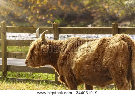 Highland Cow Images, Illustrations & Vectors (Free) - Bigstock