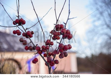 Small Red Apples On Image & Photo (Free Trial) | Bigstock