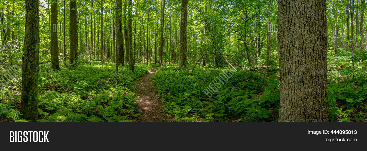 Fern Gully Forest Pano Image & Photo (Free Trial) | Bigstock